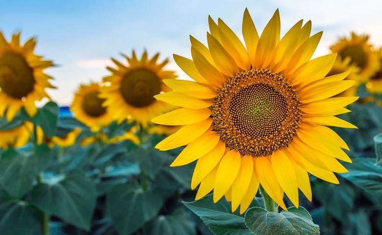 Unik Selalu Ikuti Pergerakan Matahari, Ini Sejarah Bunga Matahari - Gaekon